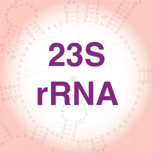 Database – CRW2: Comparative RNA Web-2